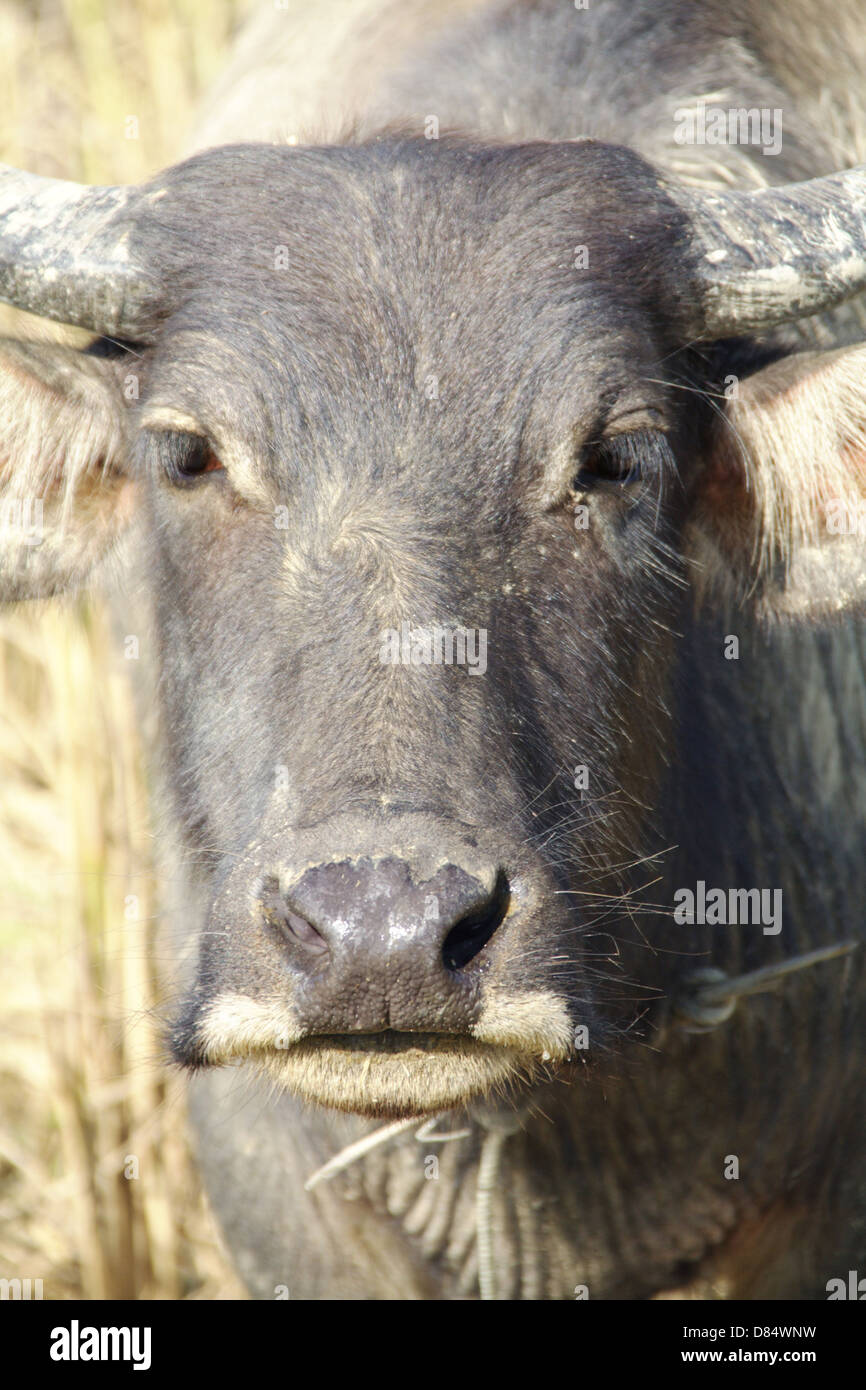 Buffalo head hi-res stock photography and images - Alamy