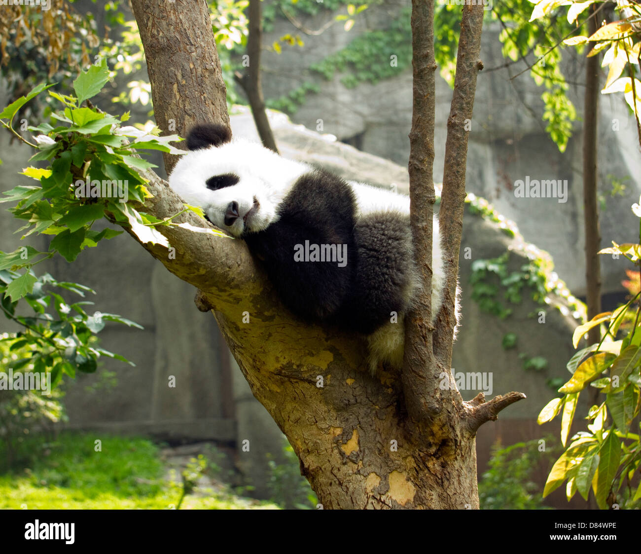Panda Breeding and Research Centre, Chengdu China Stock Photo - Alamy
