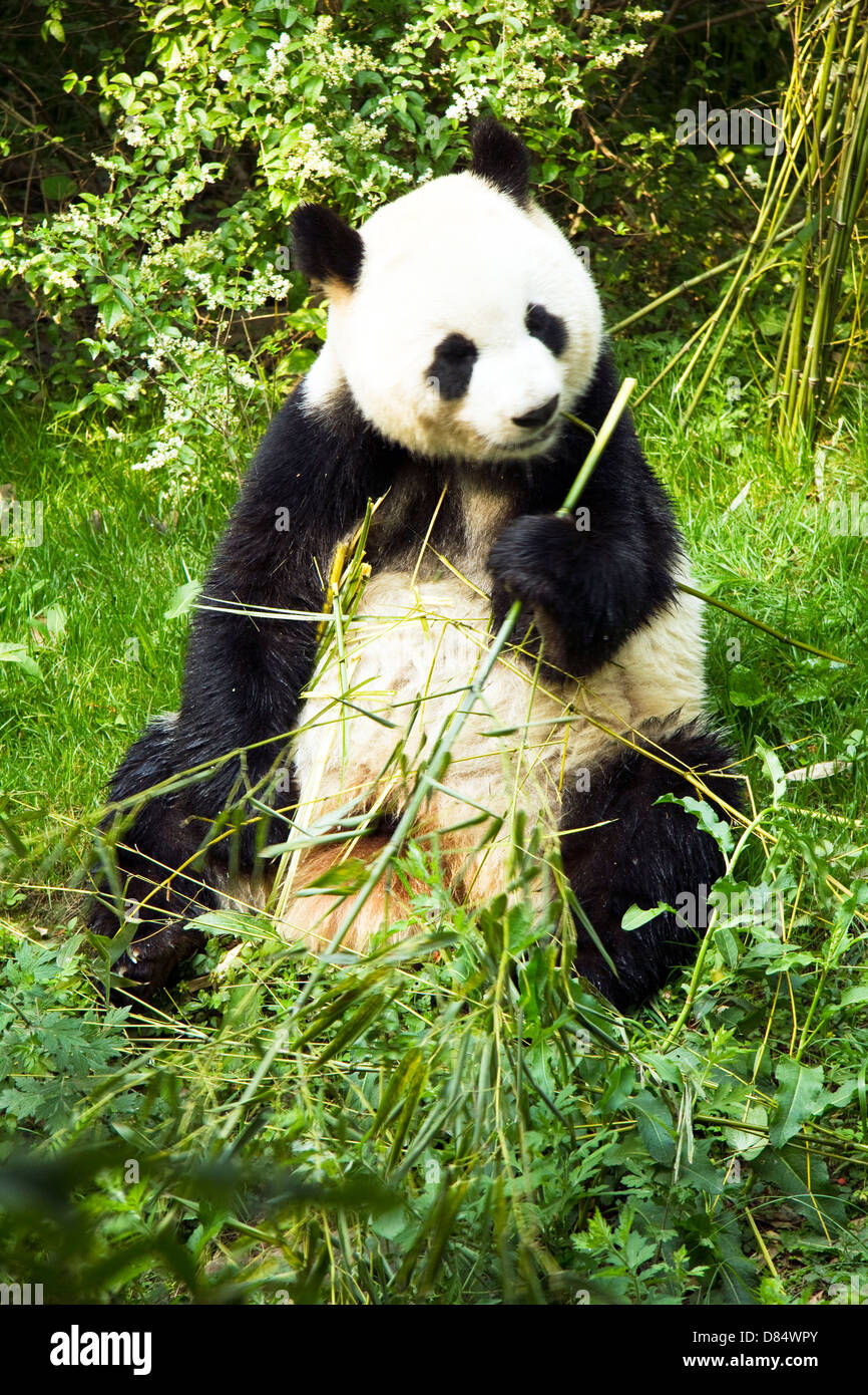 Panda Breeding and Research Centre, Chengdu China Stock Photo - Alamy
