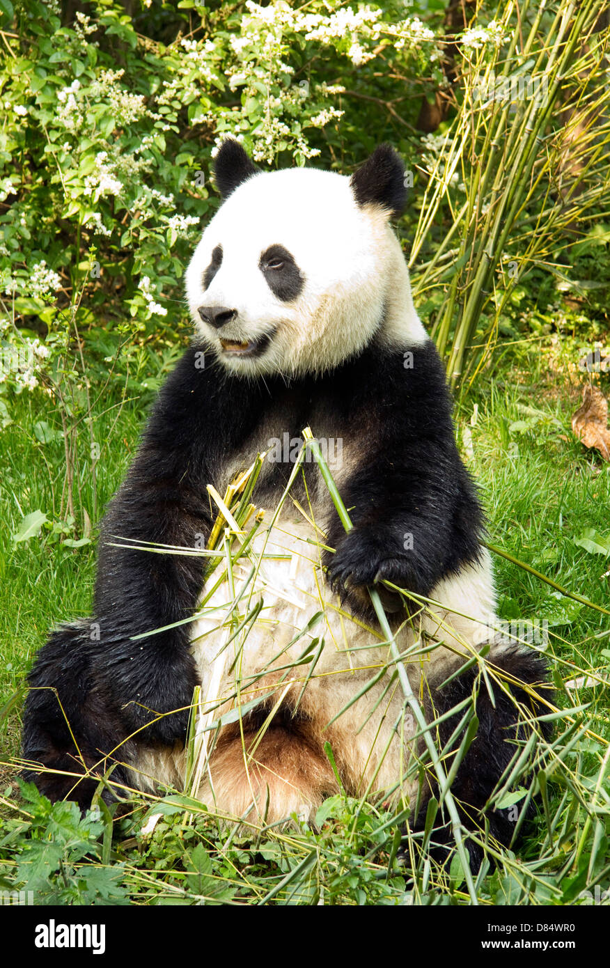 Panda Breeding and Research Centre, Chengdu China Stock Photo - Alamy