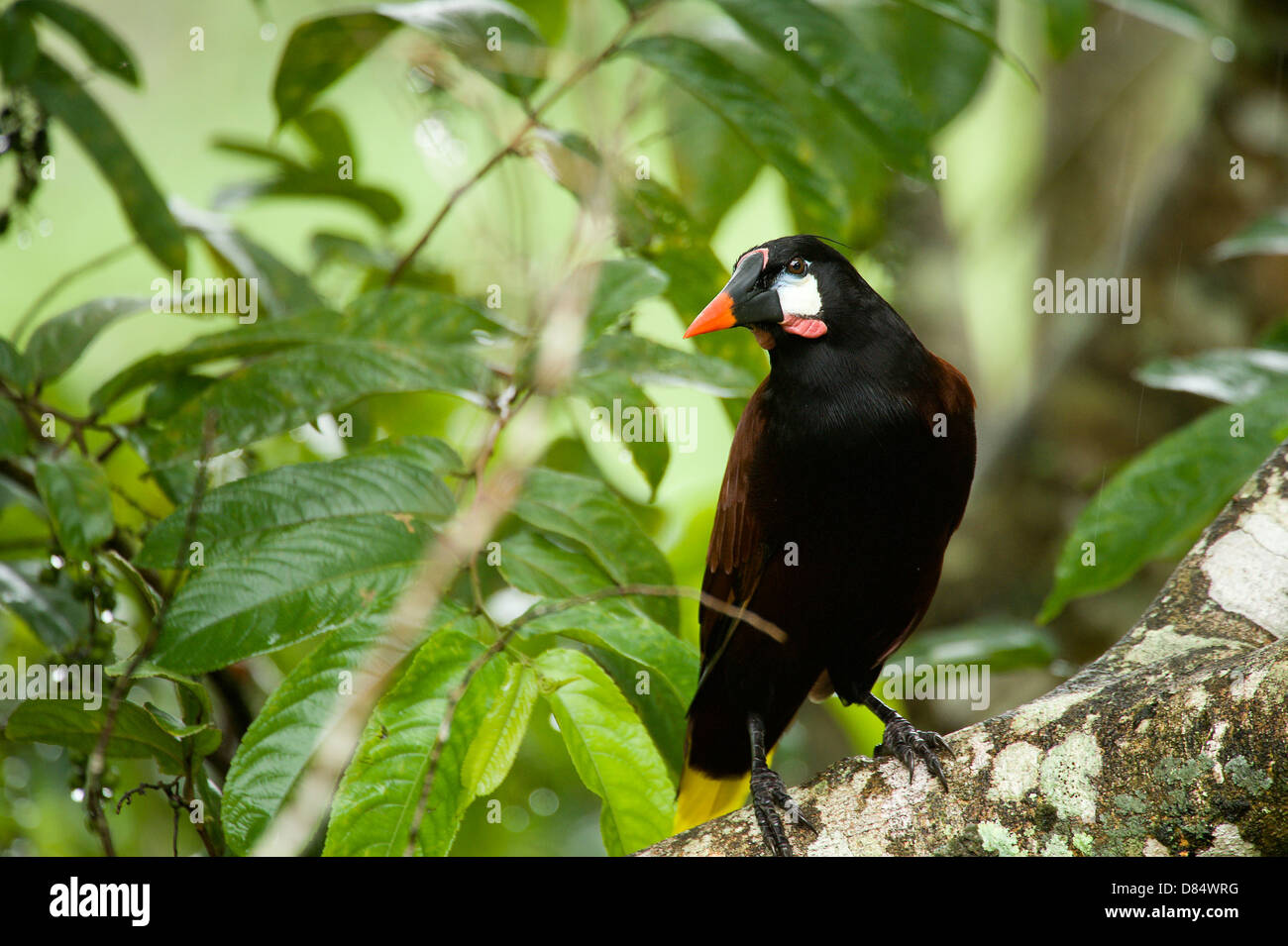 Montezuma oropendola hi-res stock photography and images - Alamy