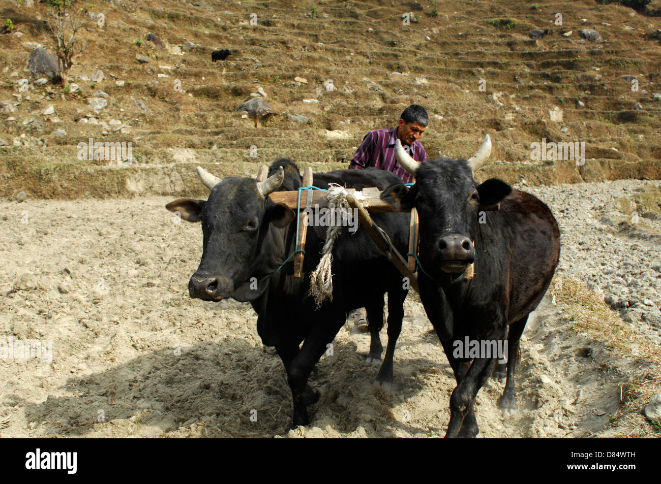 Nepalese man with water buffalo plowing a field in Nepal Stock Photo ...