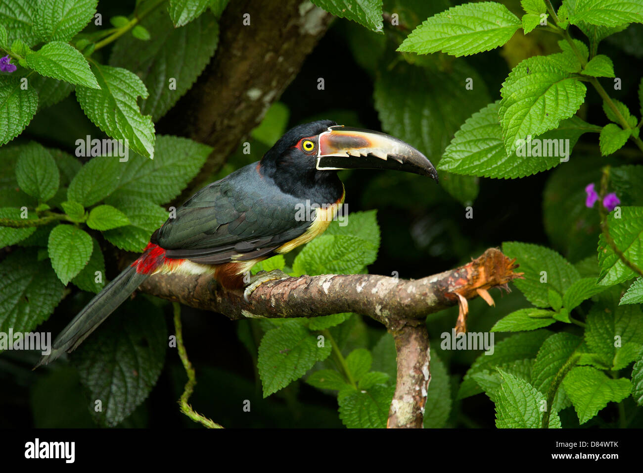collared aracari bird perched on a branch in Costa Rica, Central ...