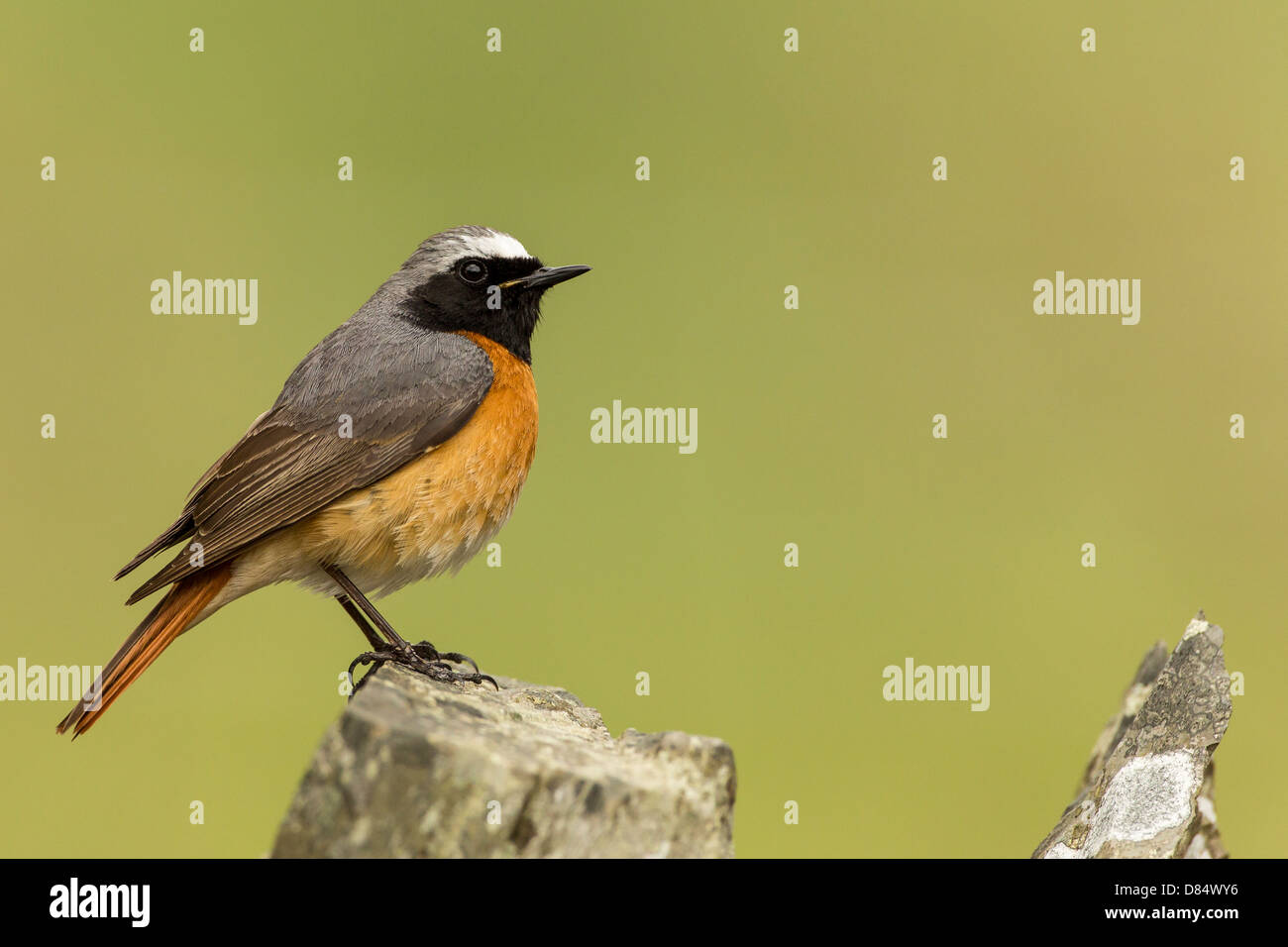 Male redstart hi-res stock photography and images - Alamy