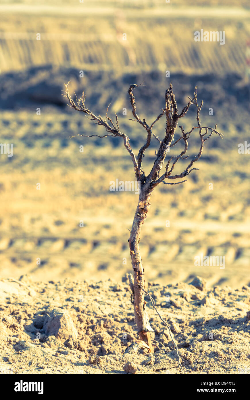 dried tree branch in sand, building site Stock Photo - Alamy