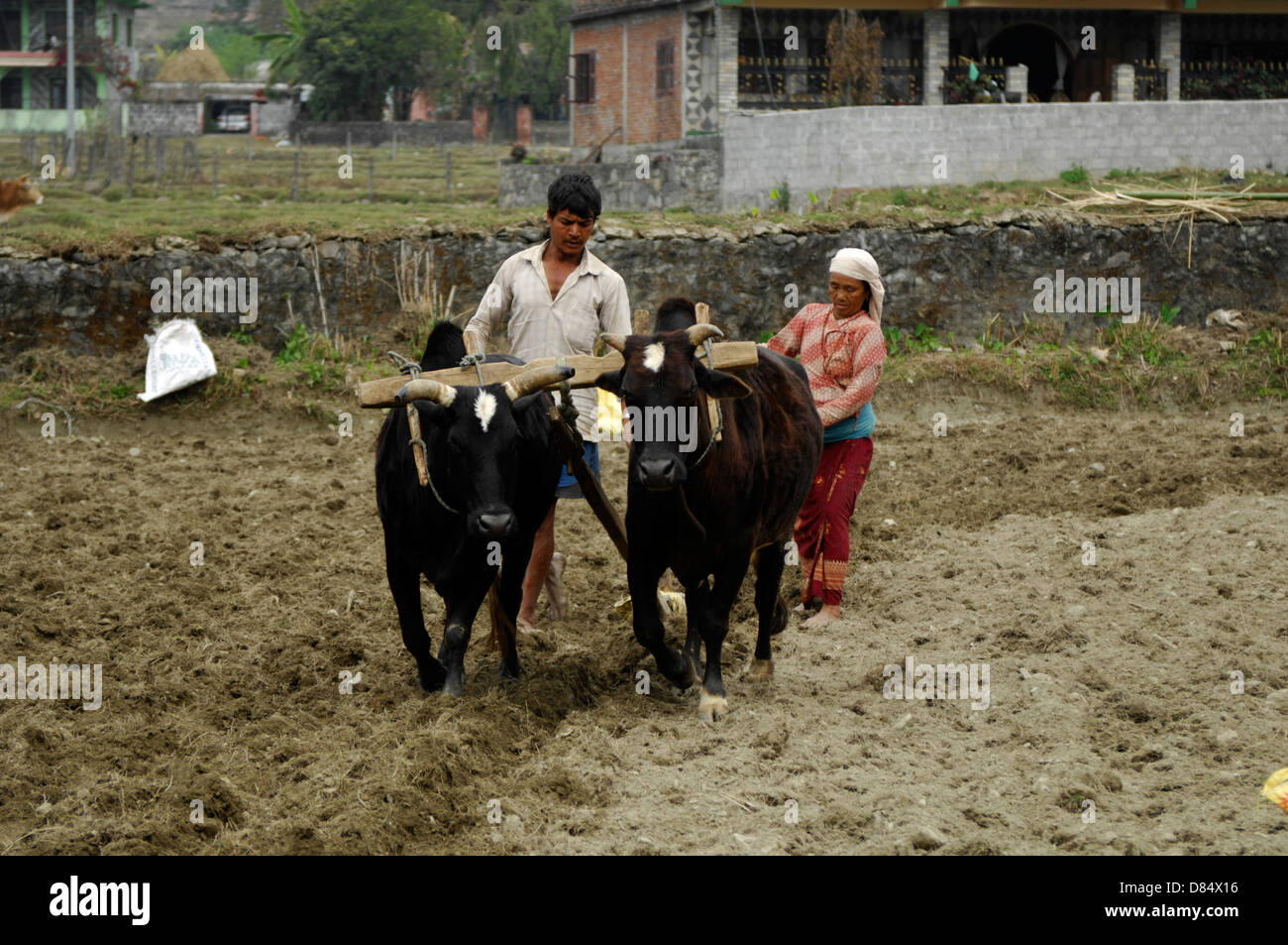 Nepalese man with water buffalo plowing a field in Nepal Stock Photo ...