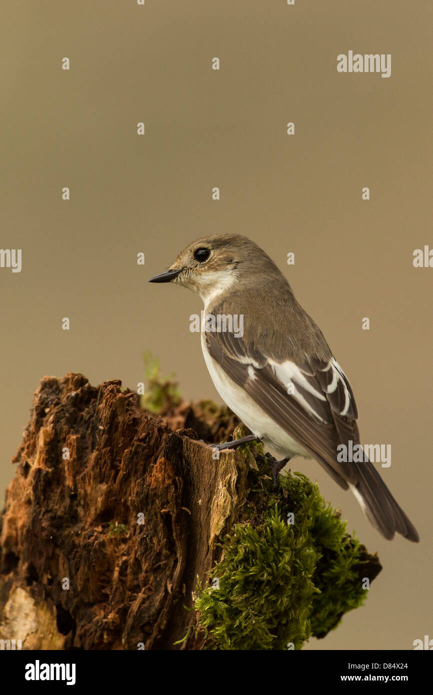 Female Pied Flycatcher Stock Photo - Alamy