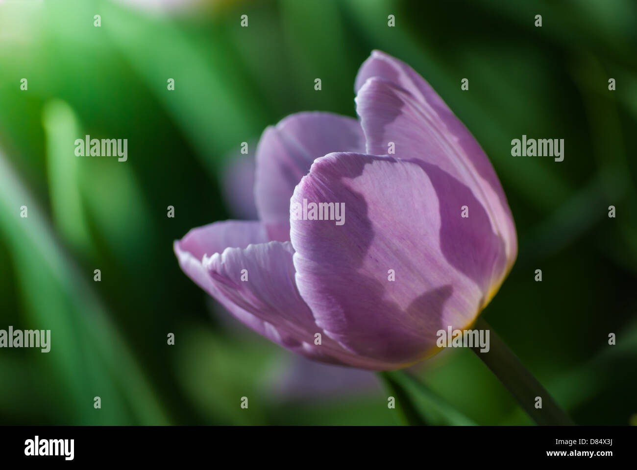 Violet tulip hi-res stock photography and images - Alamy
