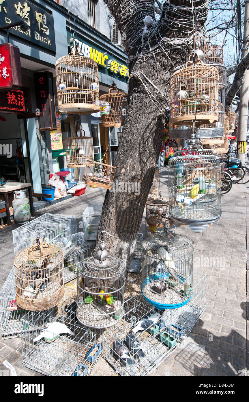 Pet shop with birdcages on a sidewalk in China, Beijing Stock Photo - Alamy
