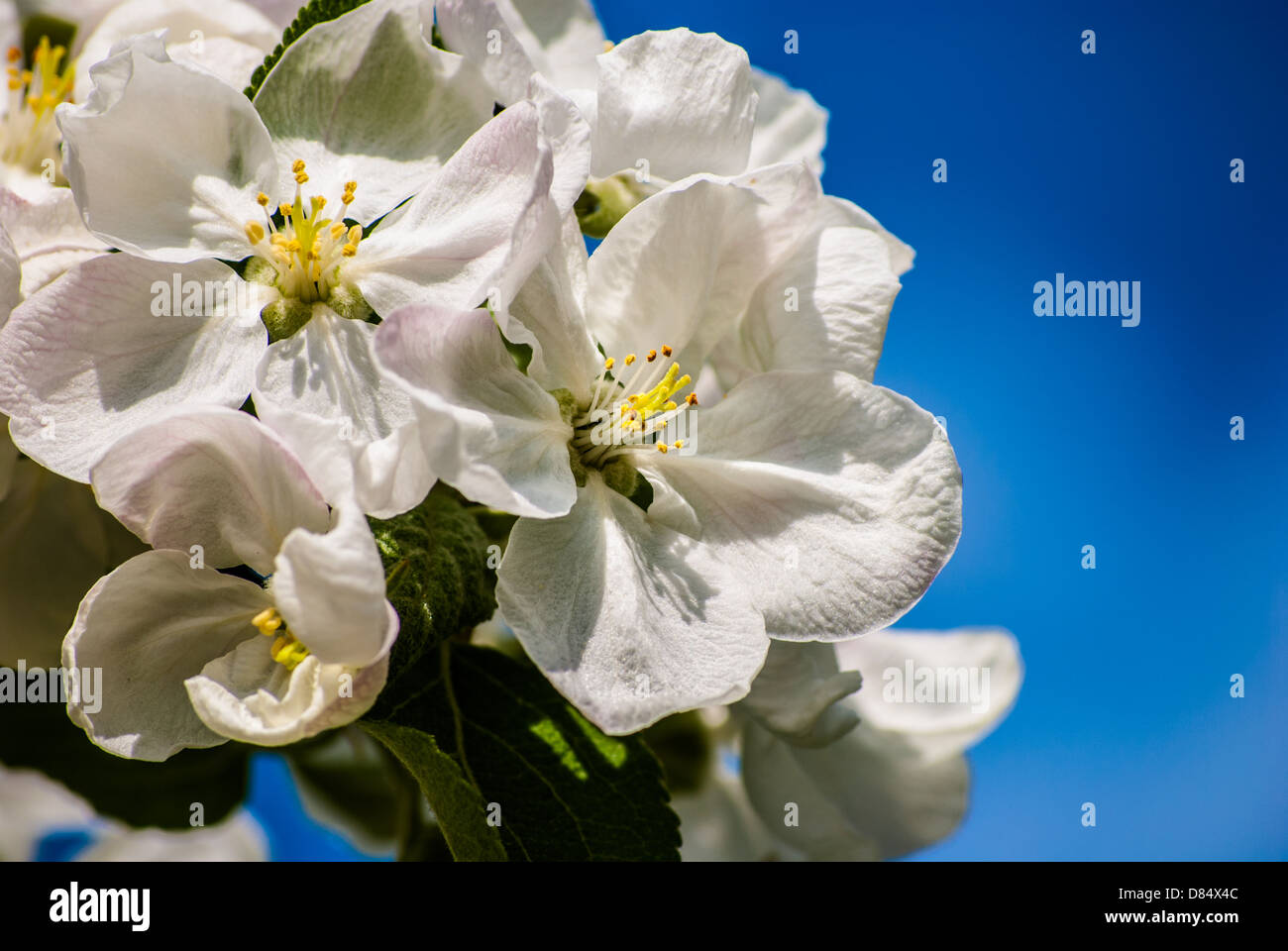 white flowers of a blooming apple tree, spring Stock Photo - Alamy