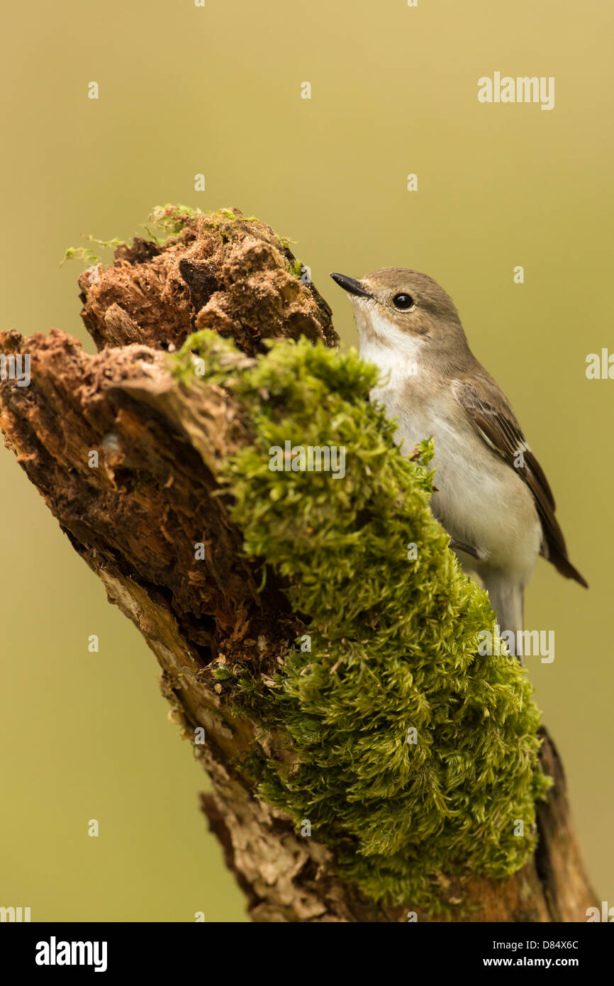 Female Pied Flycatcher Stock Photo - Alamy