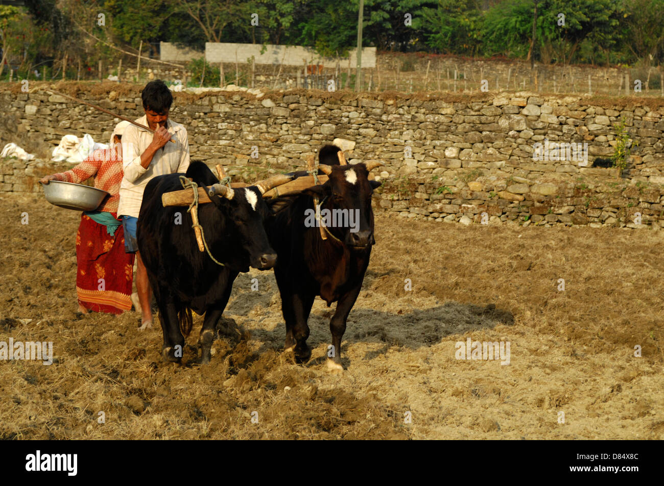 Nepalese man with water buffalo plowing a field in Nepal Stock Photo ...