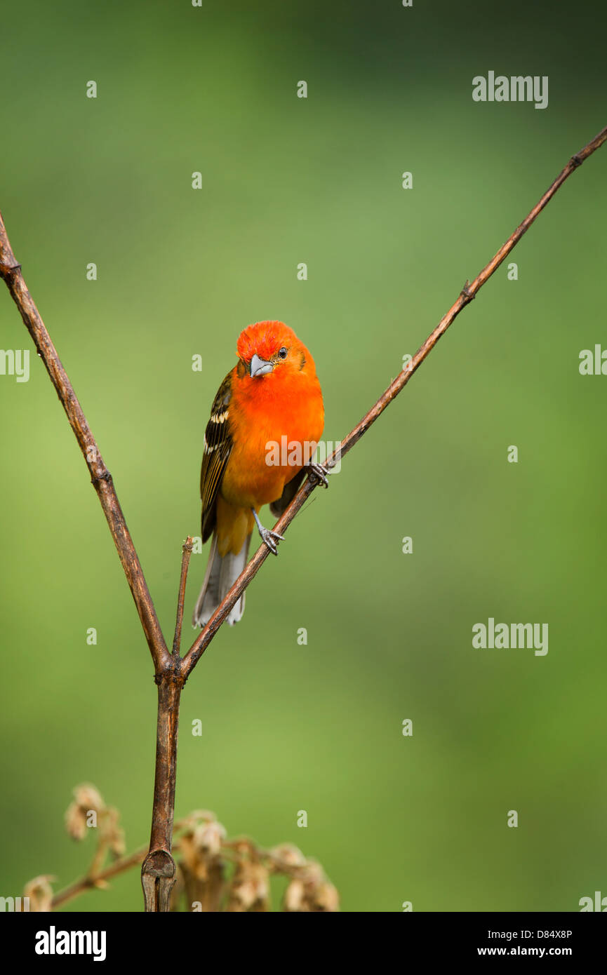 Flame-colored Tanager male perched on a branch in Costa Rica, Central ...