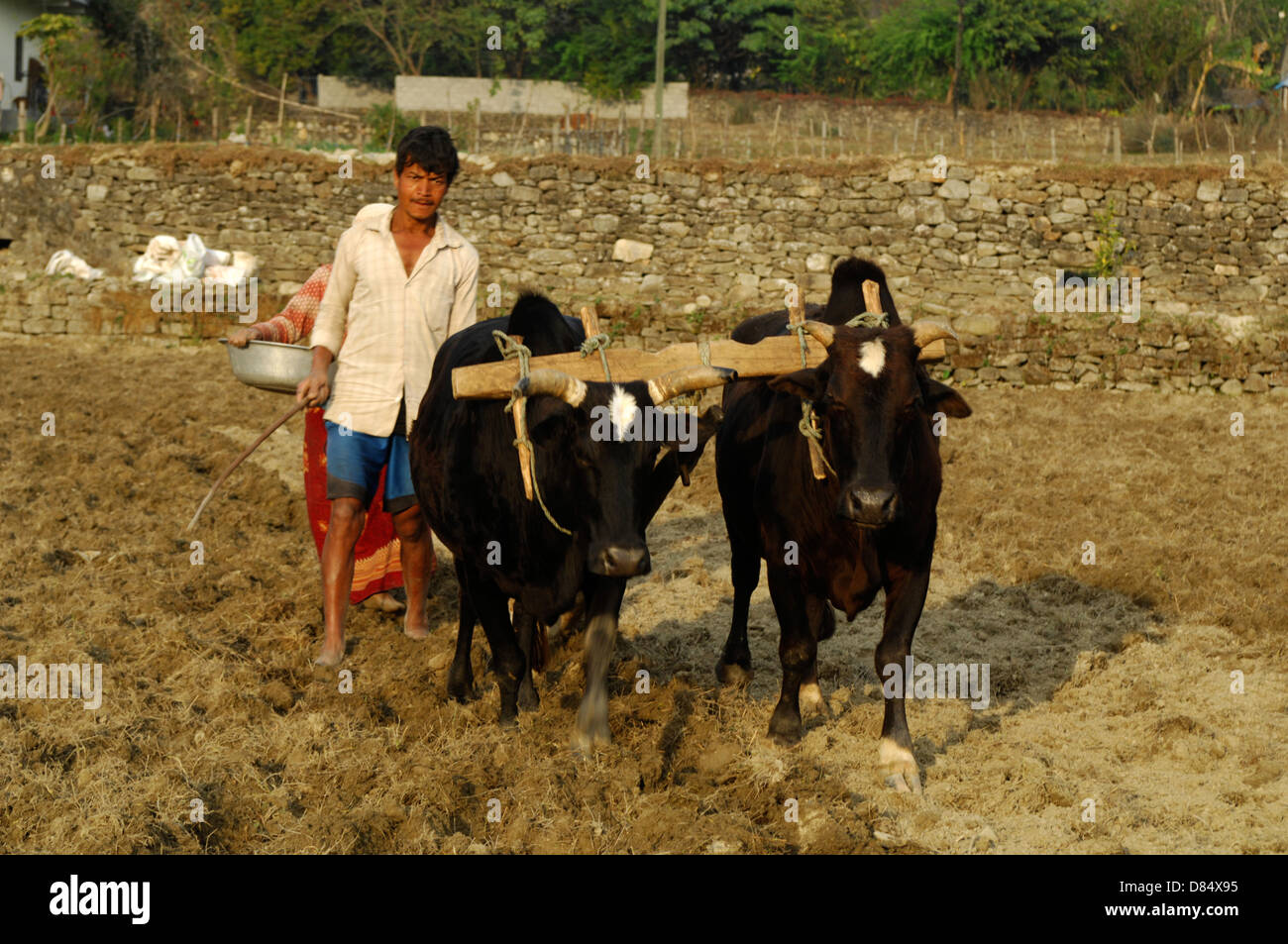 Nepalese man with water buffalo plowing a field in Nepal Stock Photo ...