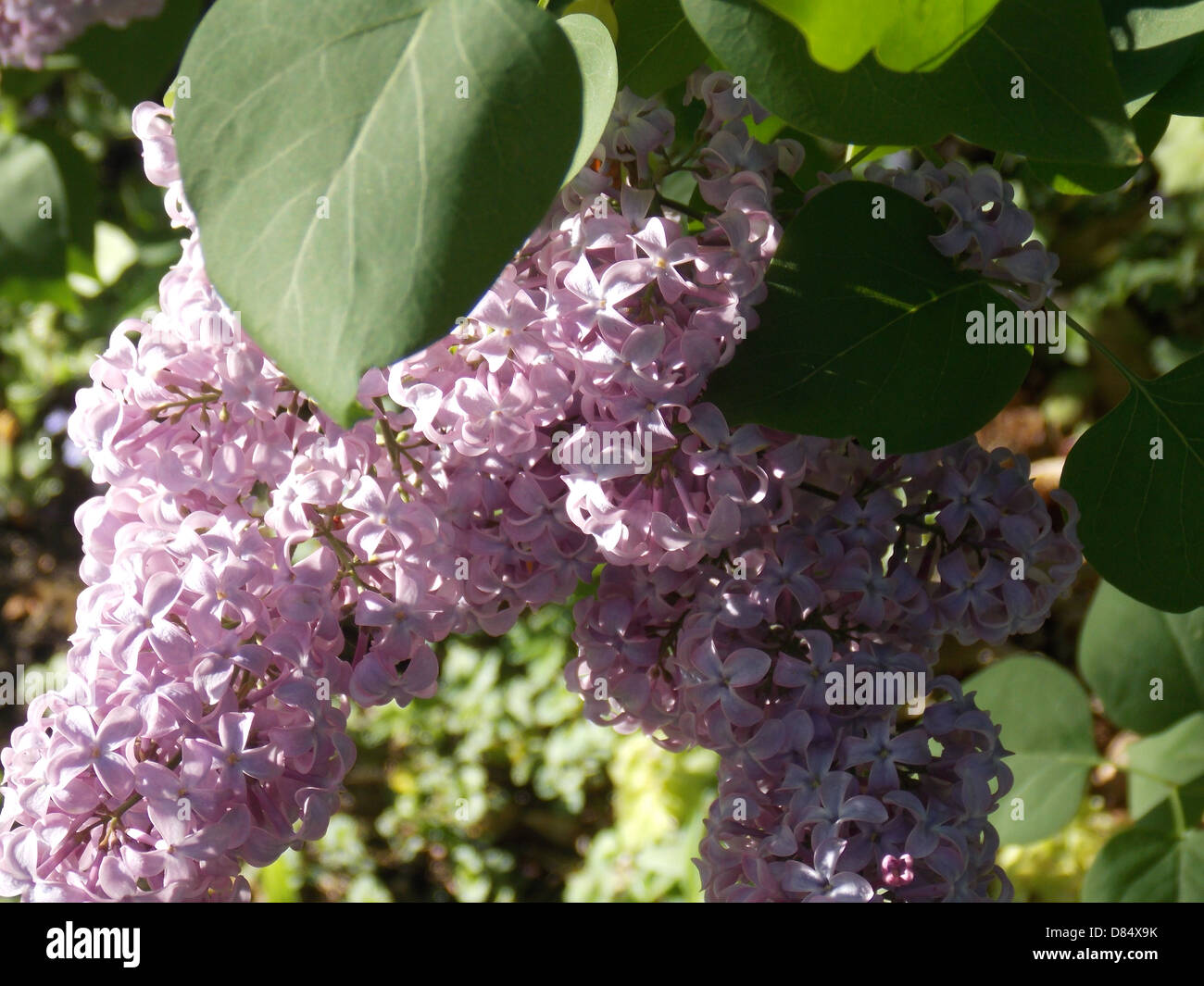 Group of lilacs in Ohio Stock Photo - Alamy