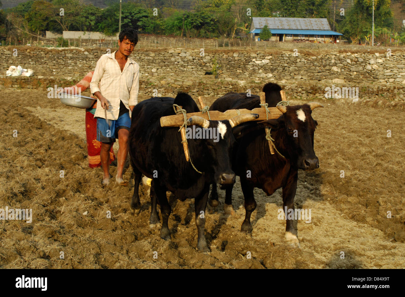 Nepalese man with water buffalo plowing a field in Nepal Stock Photo ...