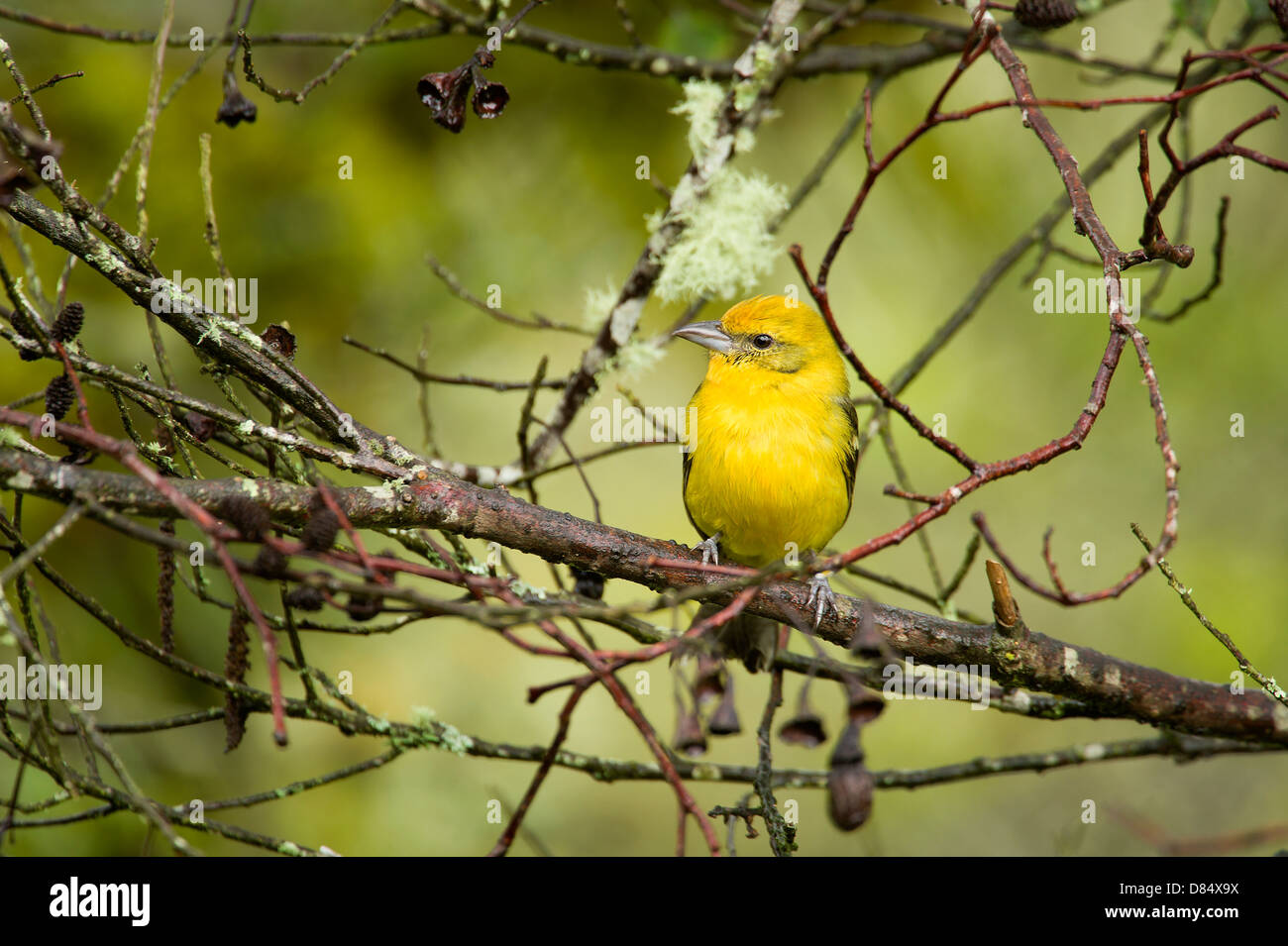 Summer tanager female bird hi-res stock photography and images - Alamy