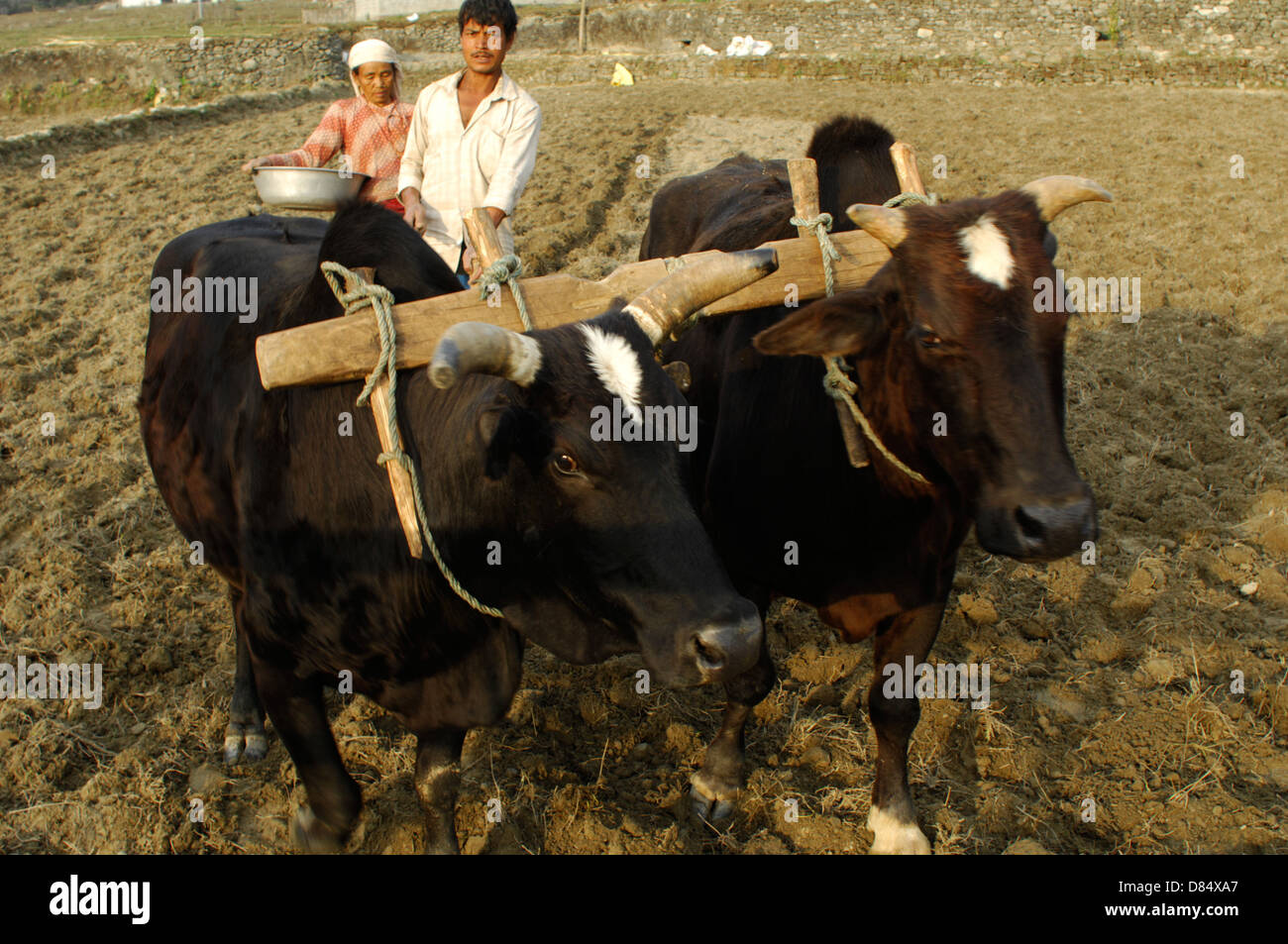 Nepalese man with water buffalo plowing a field in Nepal Stock Photo ...