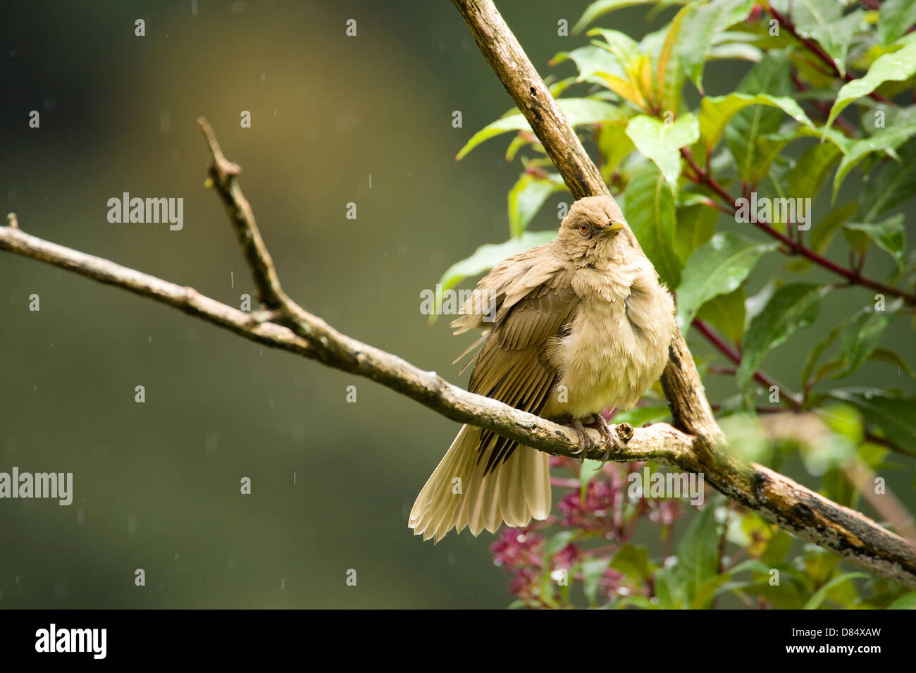Clay colored robin hi-res stock photography and images - Alamy