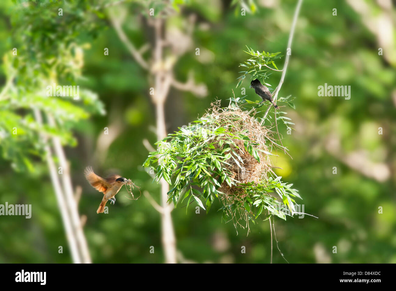 Rose-throated Becard building a nest in a tree in Costa Rica, Central ...