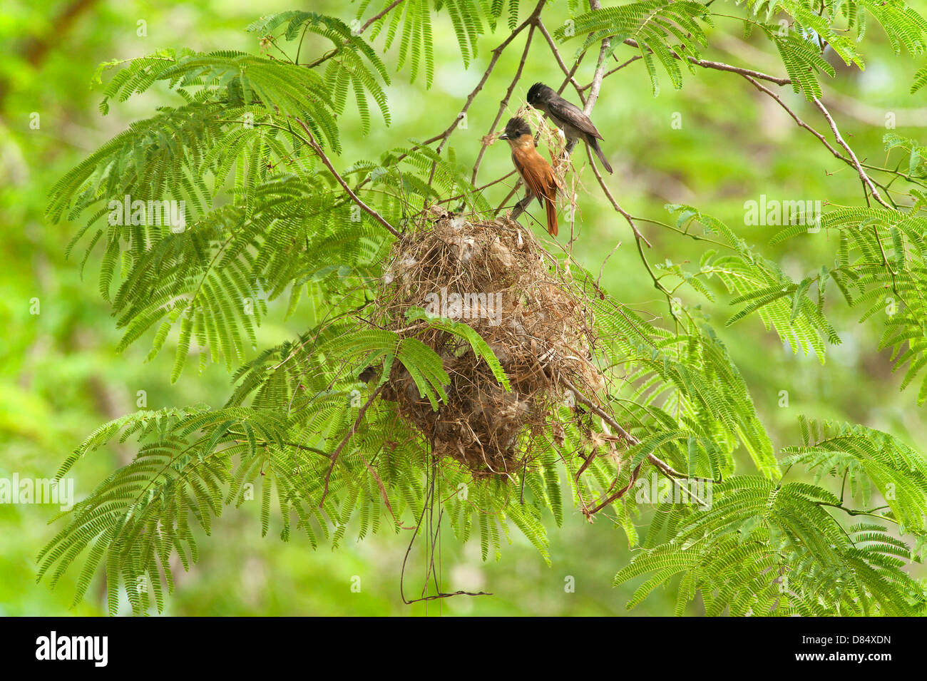 Rose-throated Becard building a nest in a tree in Costa Rica, Central ...