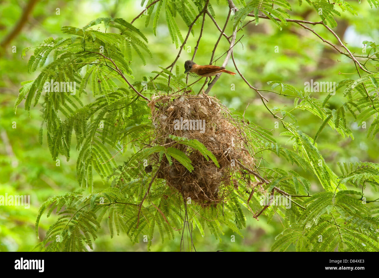 Rose-throated Becard building a nest in a tree in Costa Rica, Central ...