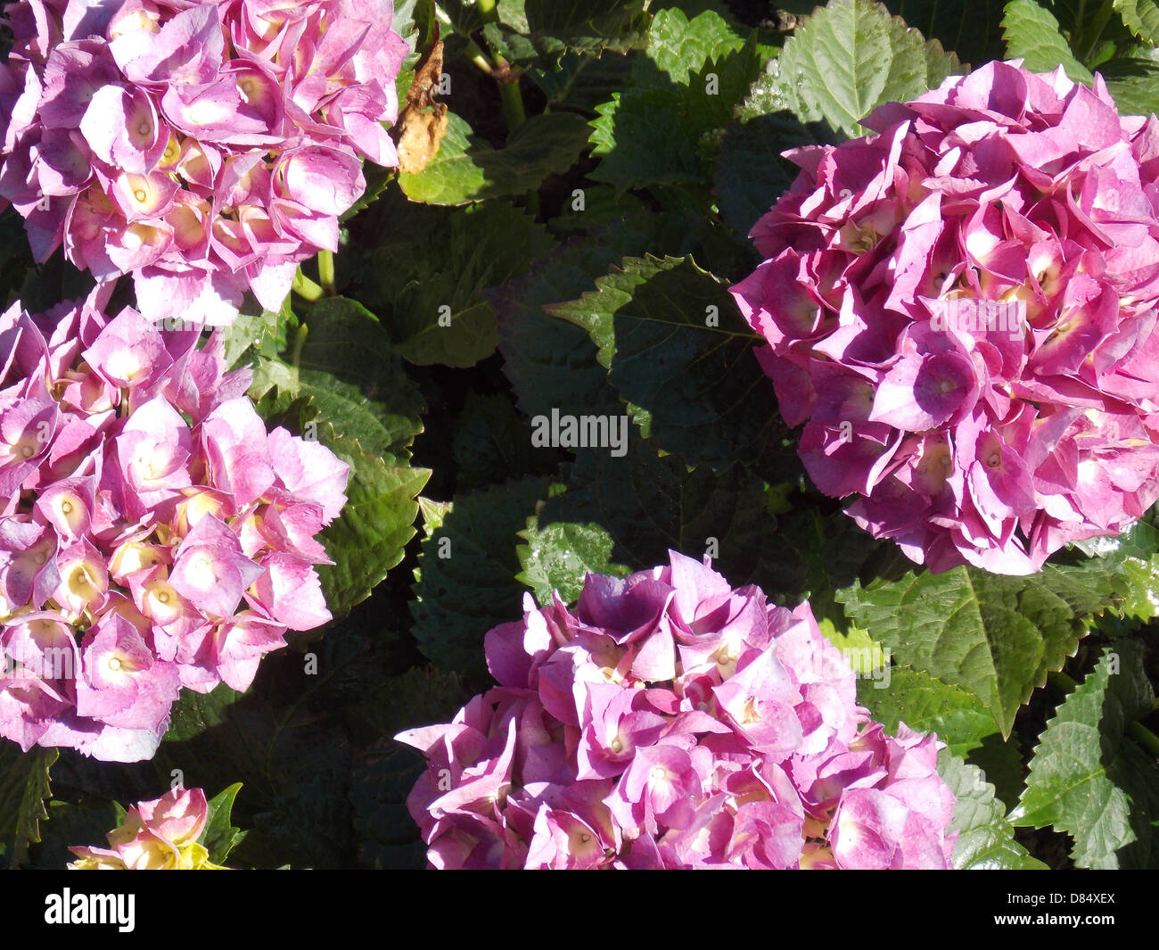 Purple snowball hi-res stock photography and images - Alamy