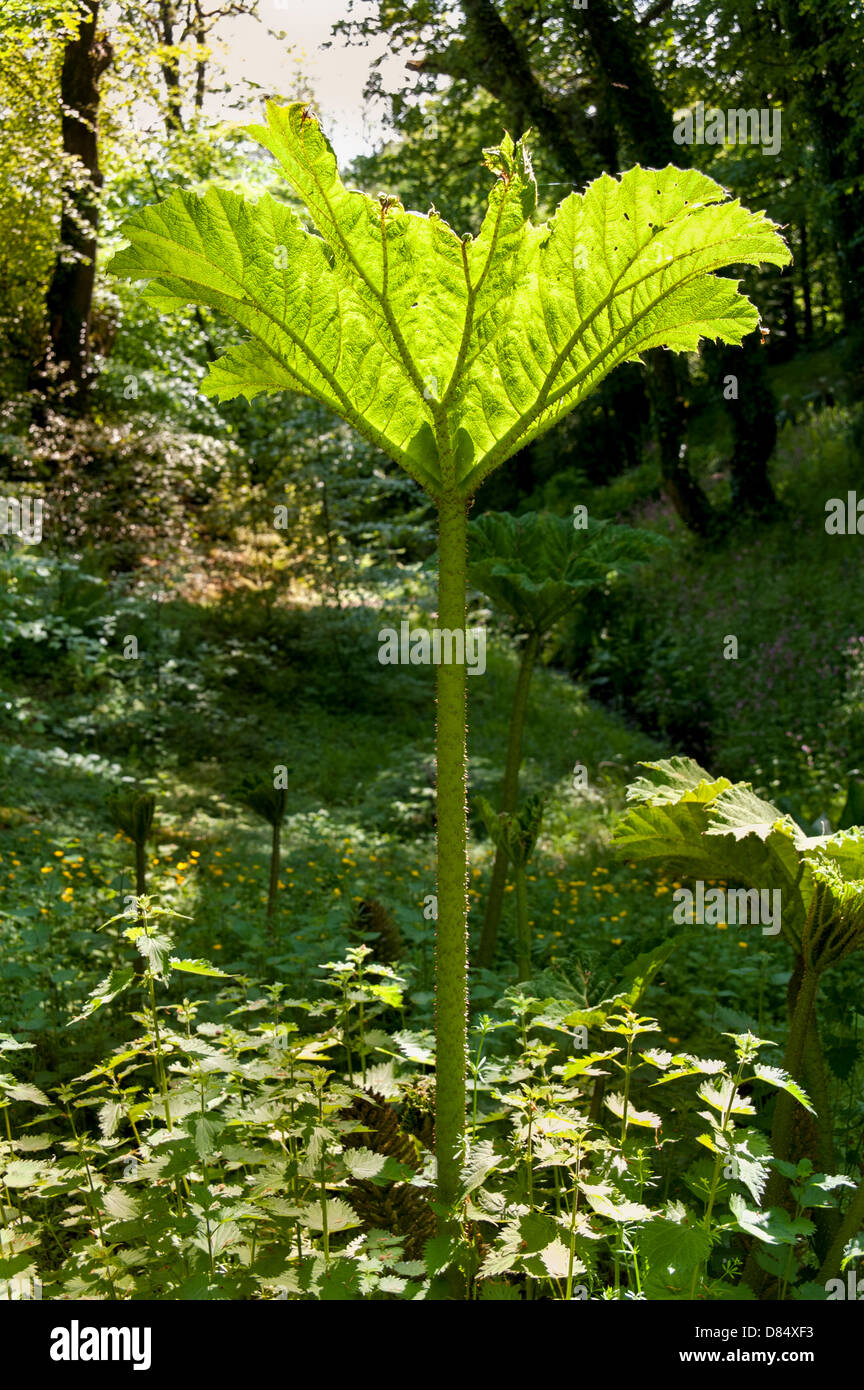 Gunnera leaf Aberglasney House Gardens Carmarthen Stock Photo - Alamy