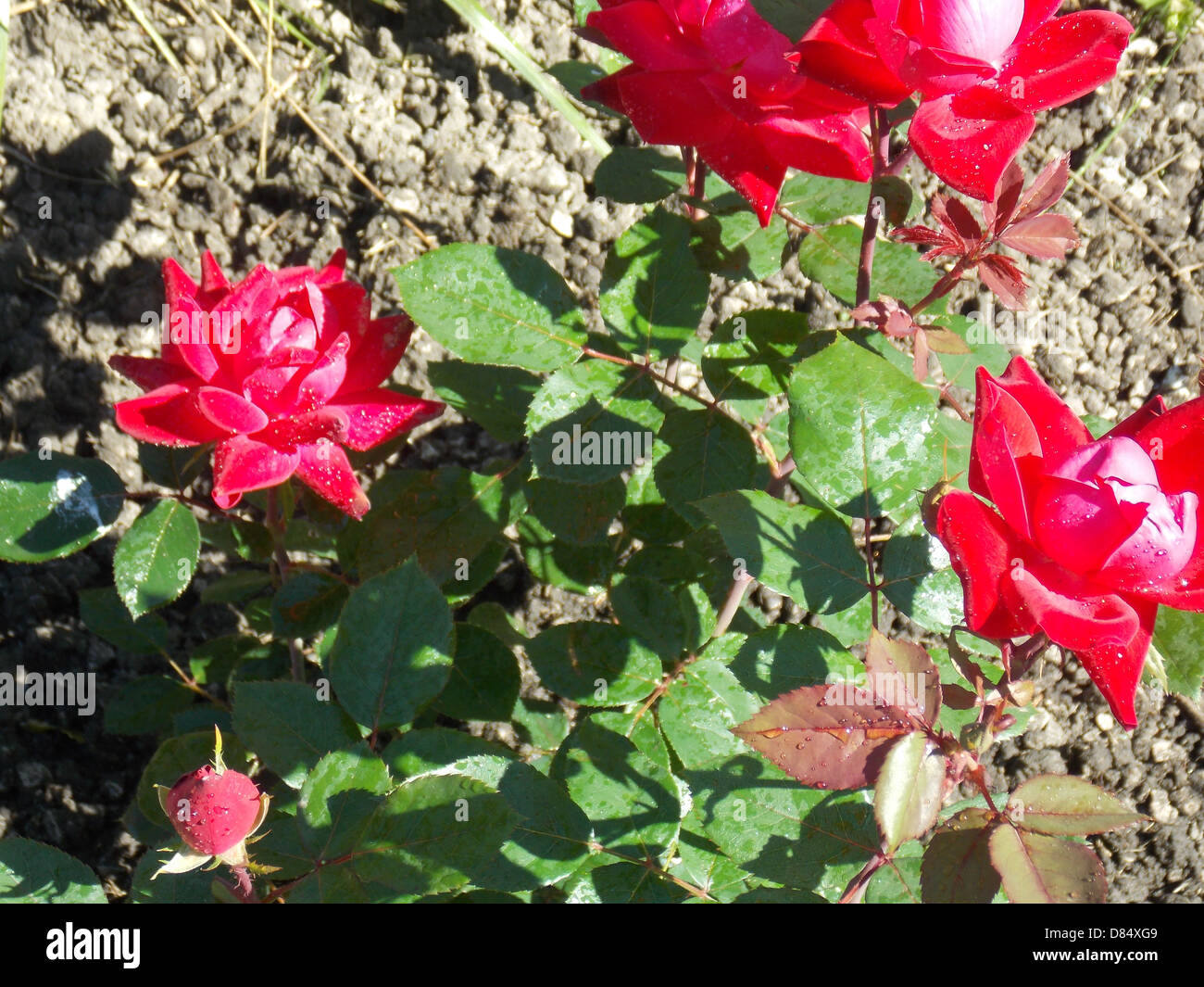 Red rose bush Stock Photo - Alamy