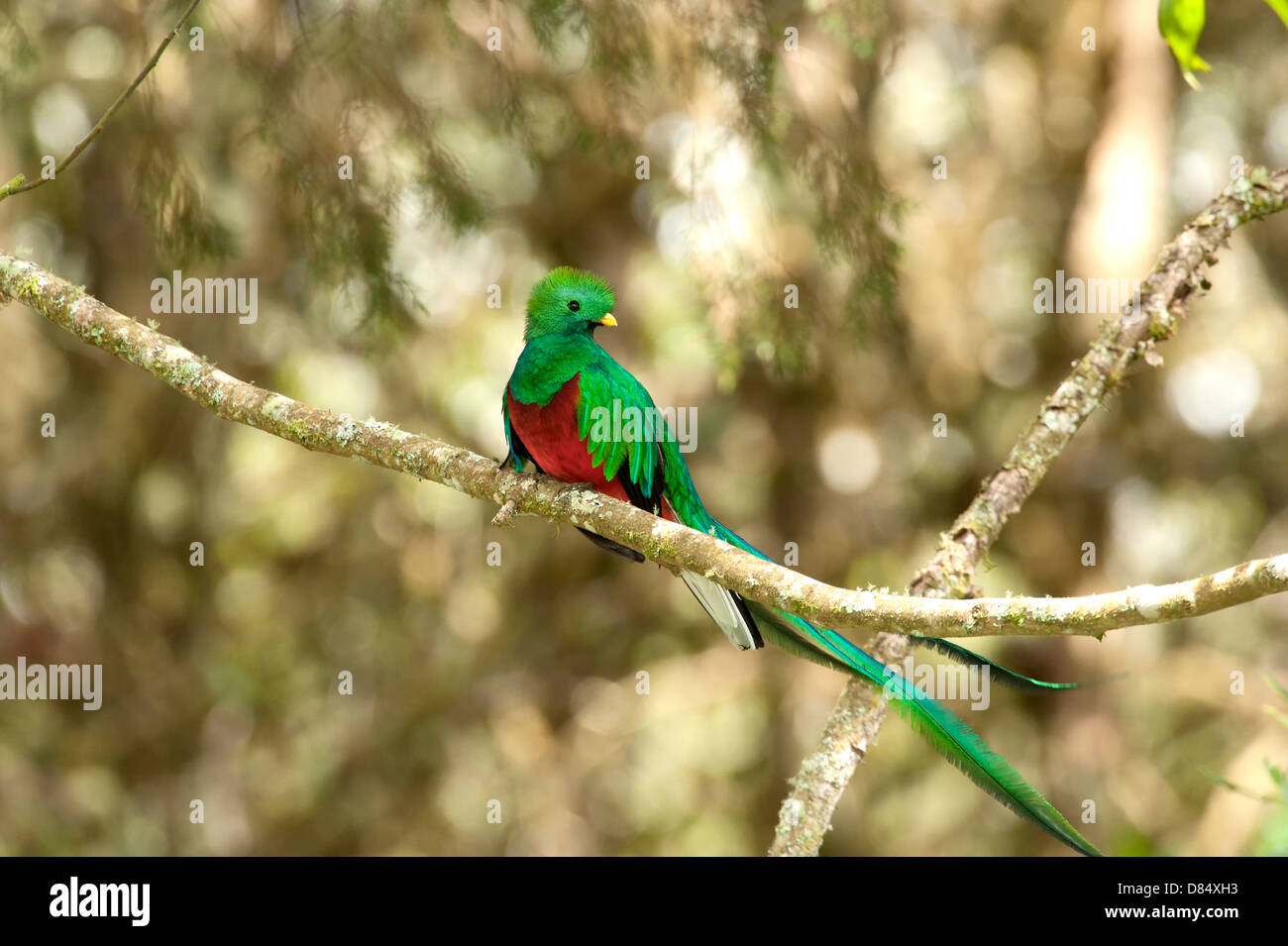 Resplendent Quetzal perched on a branch on a tree in Costa Rica ...
