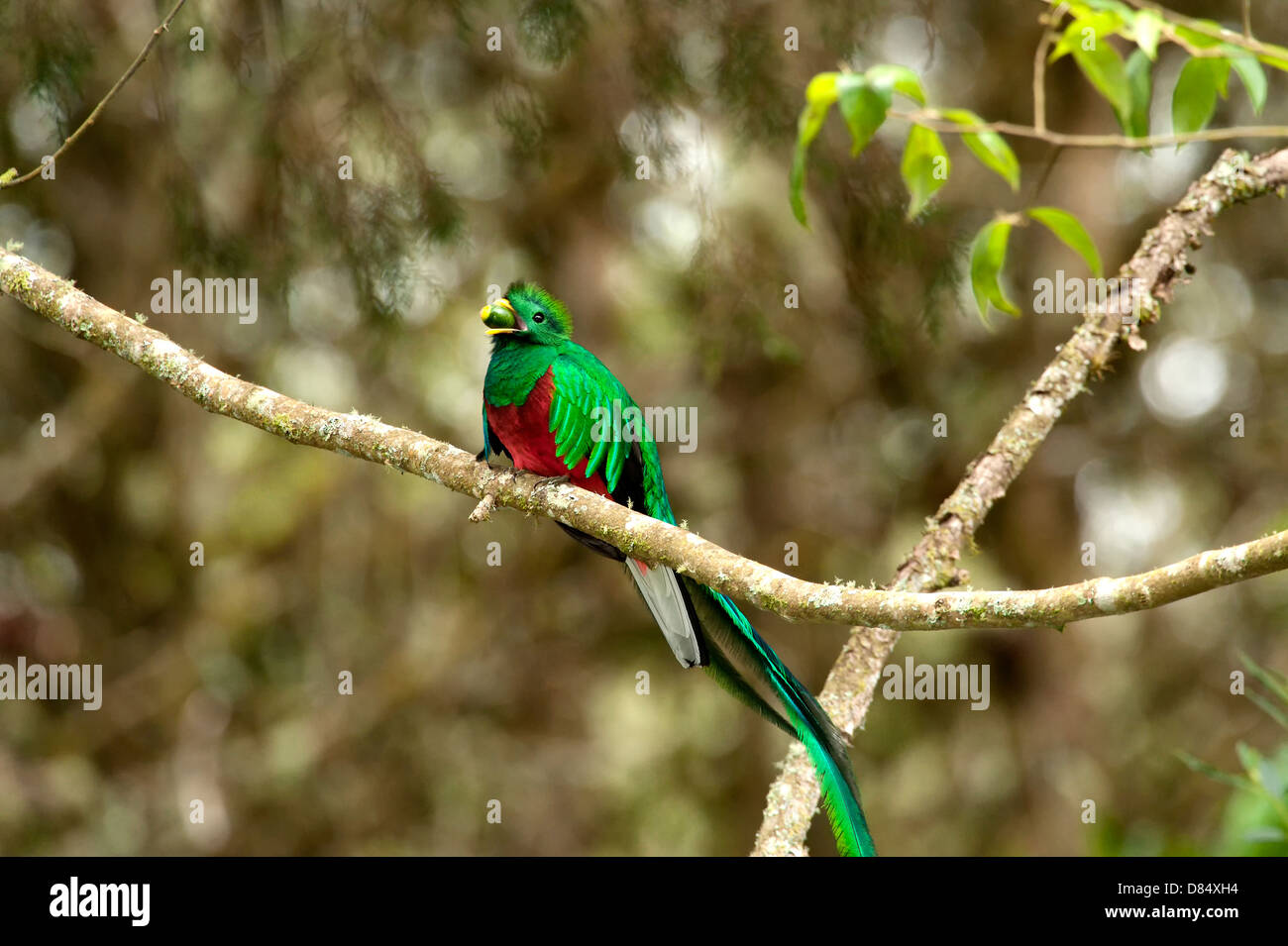 Resplendent Quetzal perched on a branch on a tree in Costa Rica ...