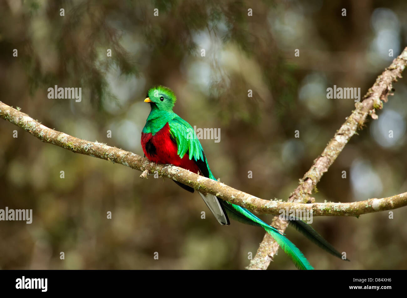 Resplendent Quetzal perched on a branch on a tree in Costa Rica ...