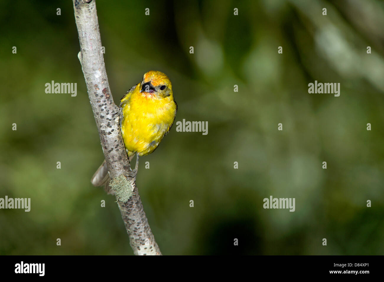 Flamed colored tanager perched on a branch on a tree in Costa Rica ...