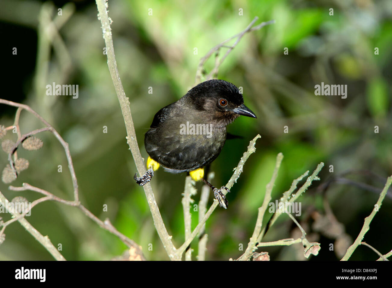 Costa rica yellow bird hi-res stock photography and images - Alamy