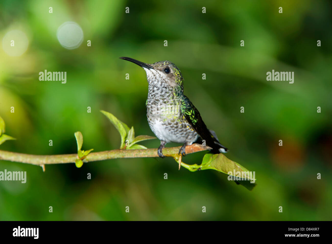 Jacobin bird hi-res stock photography and images - Alamy