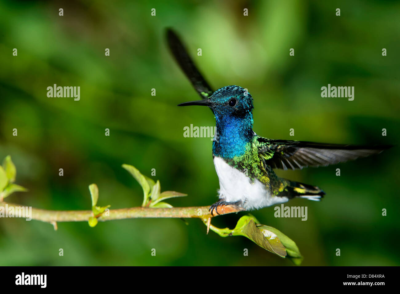 Jacobin bird hi-res stock photography and images - Alamy