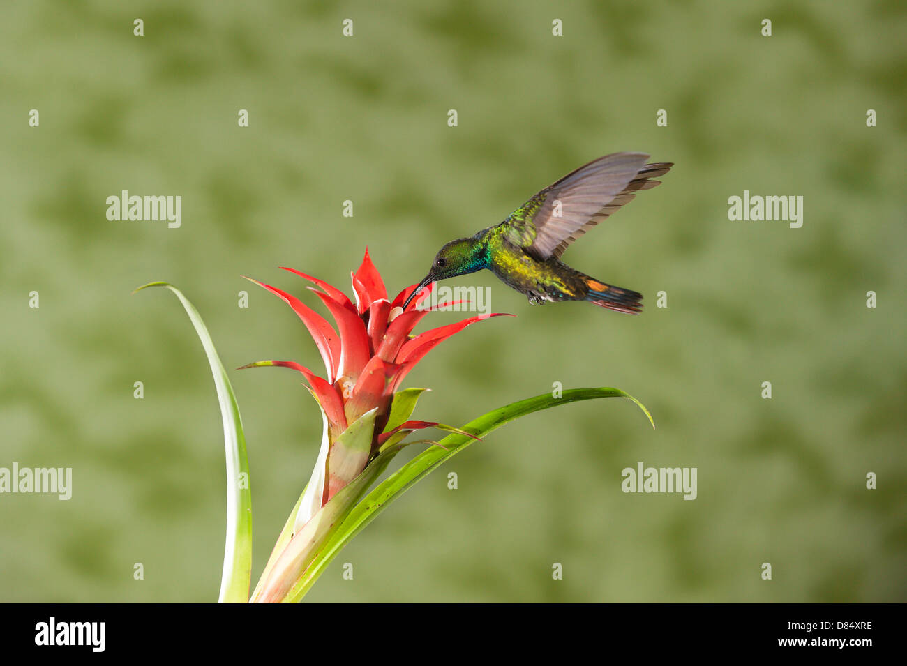Green-breasted Mango hummingbird foraging a flower in Costa Rica ...