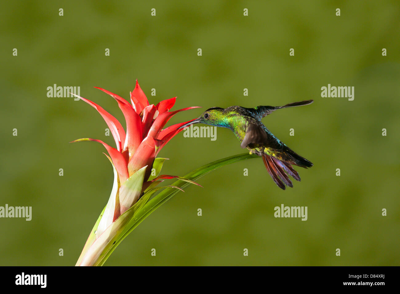 Green-breasted Mango hummingbird foraging a flower in Costa Rica ...
