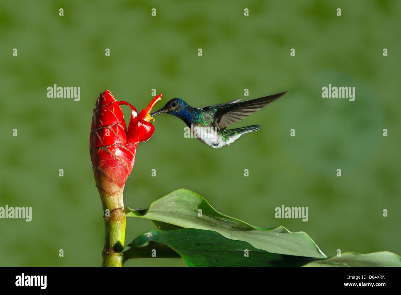 Jacobin bird hi-res stock photography and images - Alamy