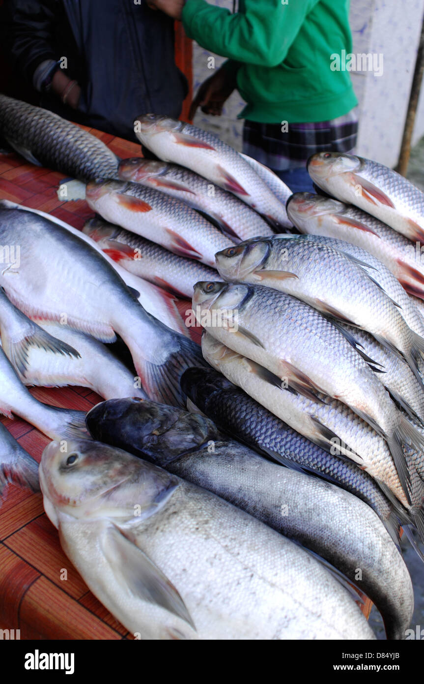 fresh fish in a market Stock Photo - Alamy