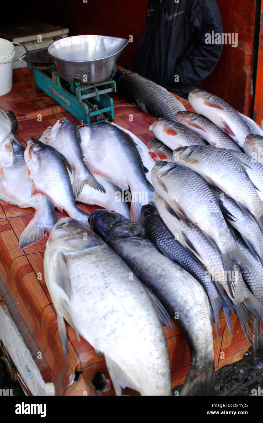 fresh fish in a market Stock Photo - Alamy