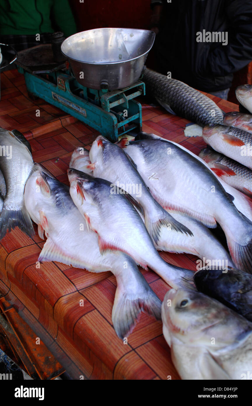 fresh fish in a market Stock Photo - Alamy