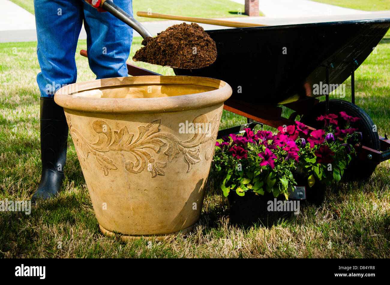 Man shoveling dirt from a wheelbarrow into a pot for a container of ...