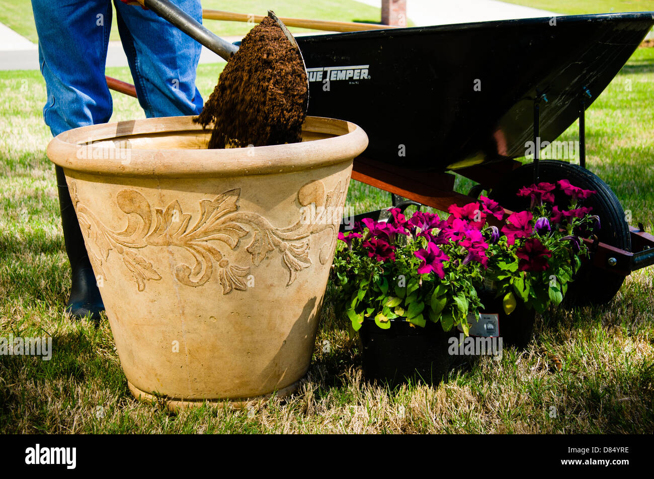 Man shoveling dirt from a wheelbarrow into a pot for a container of ...