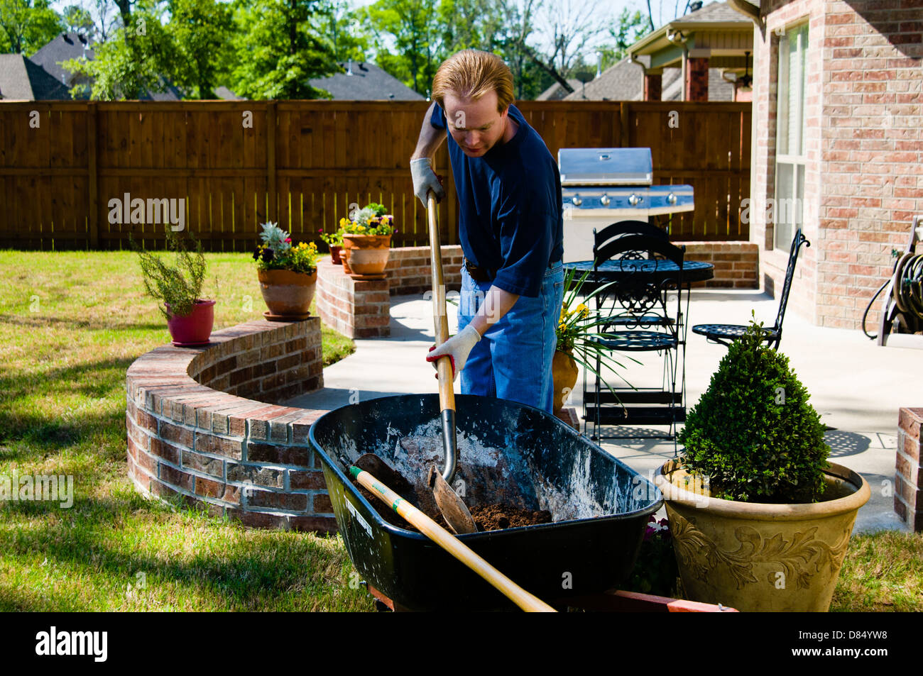 Man planting a shrub by shoveling dirt from a wheelbarrow into a ...