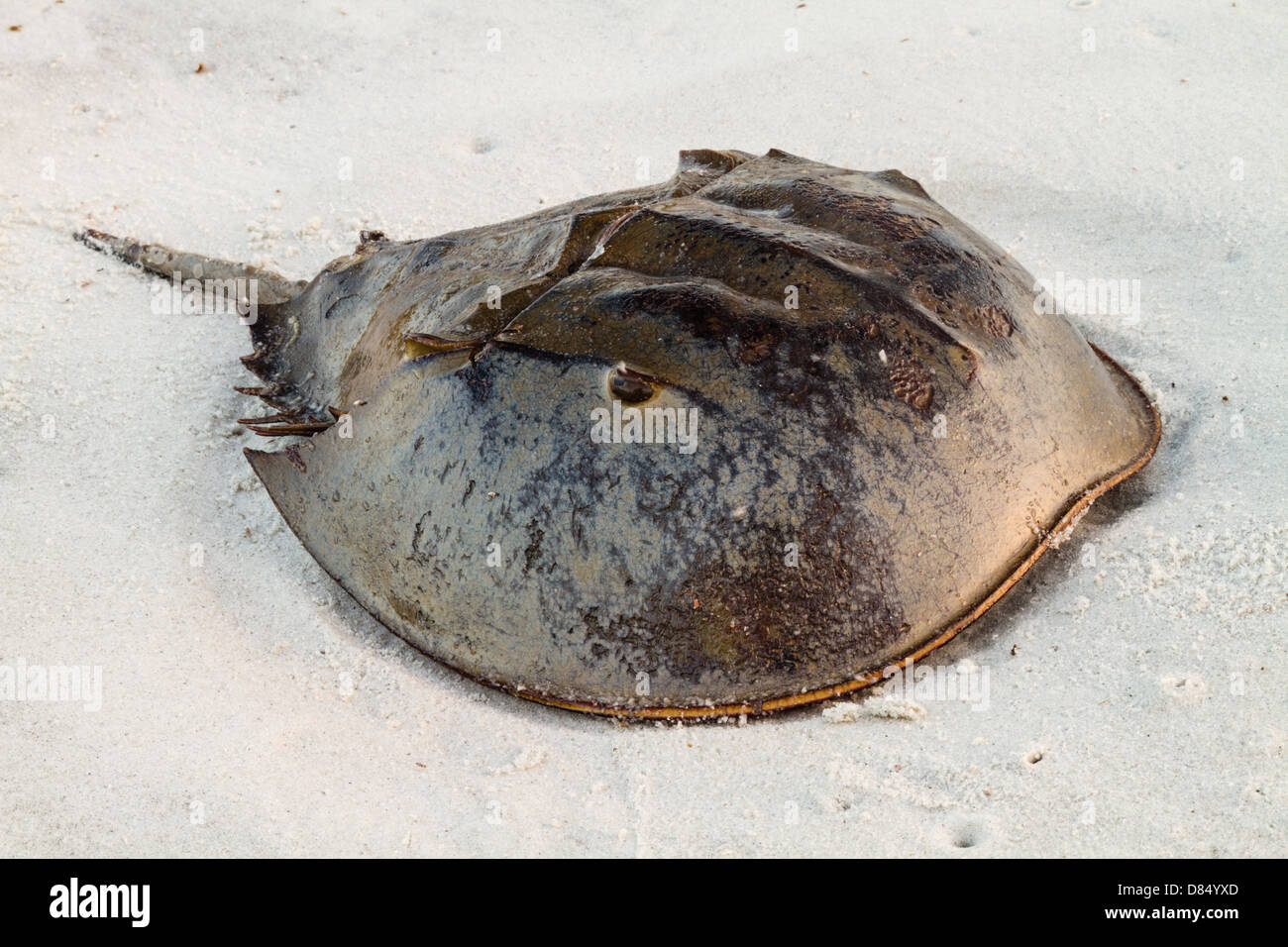 Horseshoe Crab Eyes