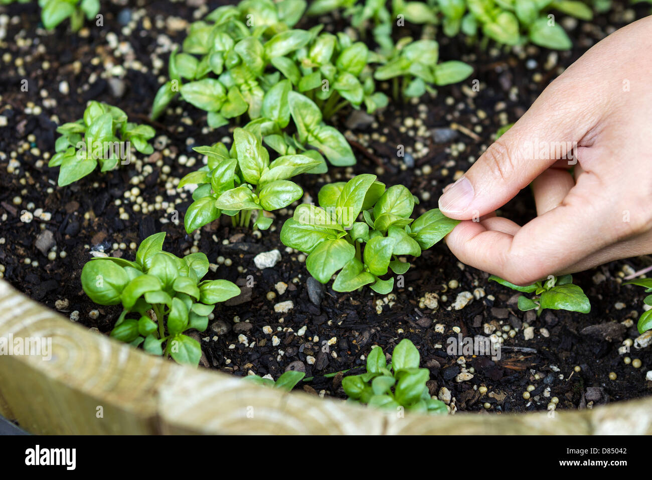 Horizontal photo of a female hand touching a new basil plant in a ...