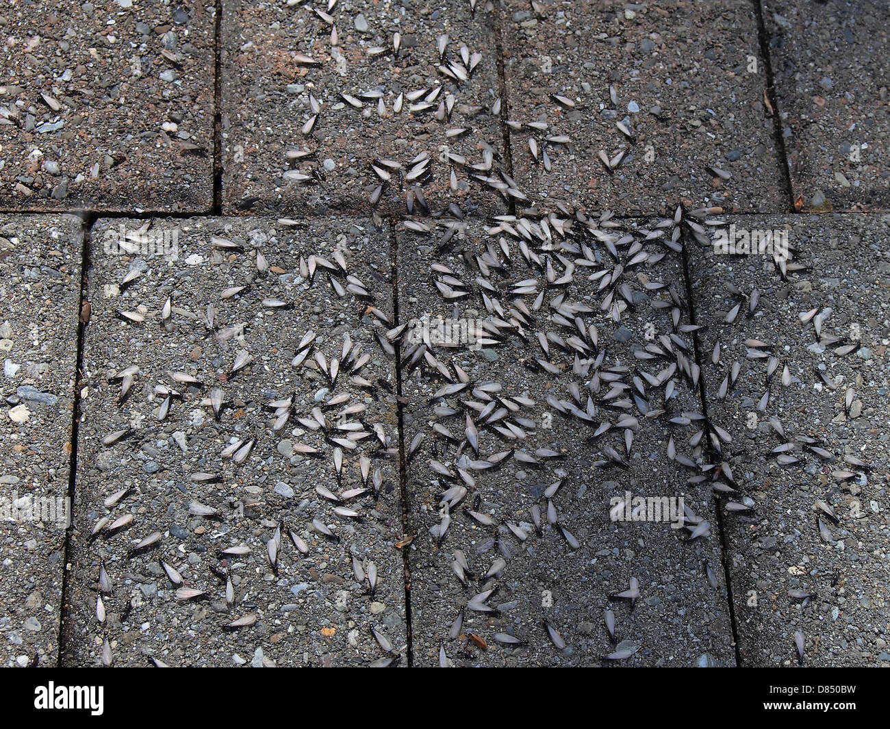 Winged insects swarming hi-res stock photography and images - Alamy