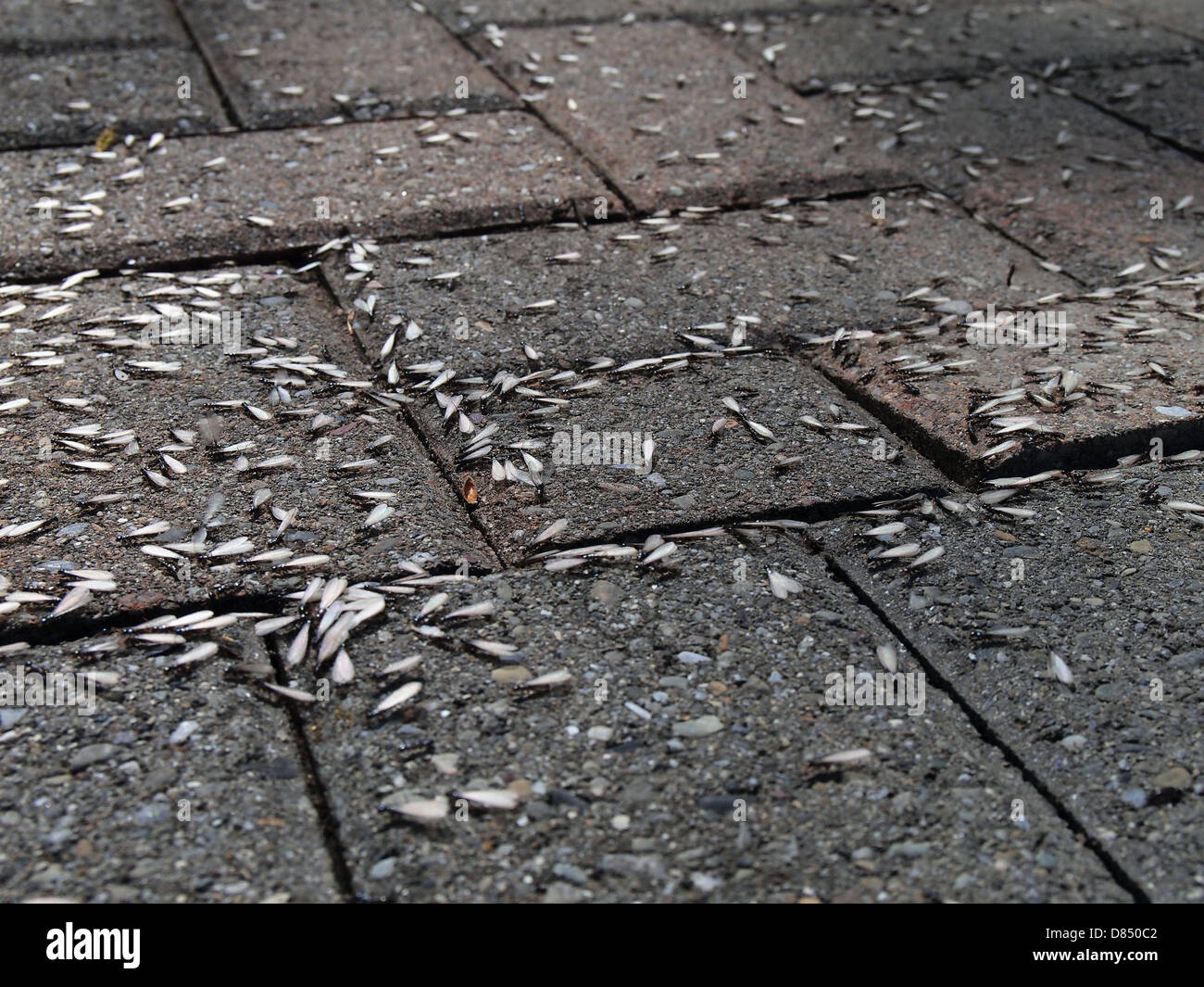 Winged insects swarming hi-res stock photography and images - Alamy