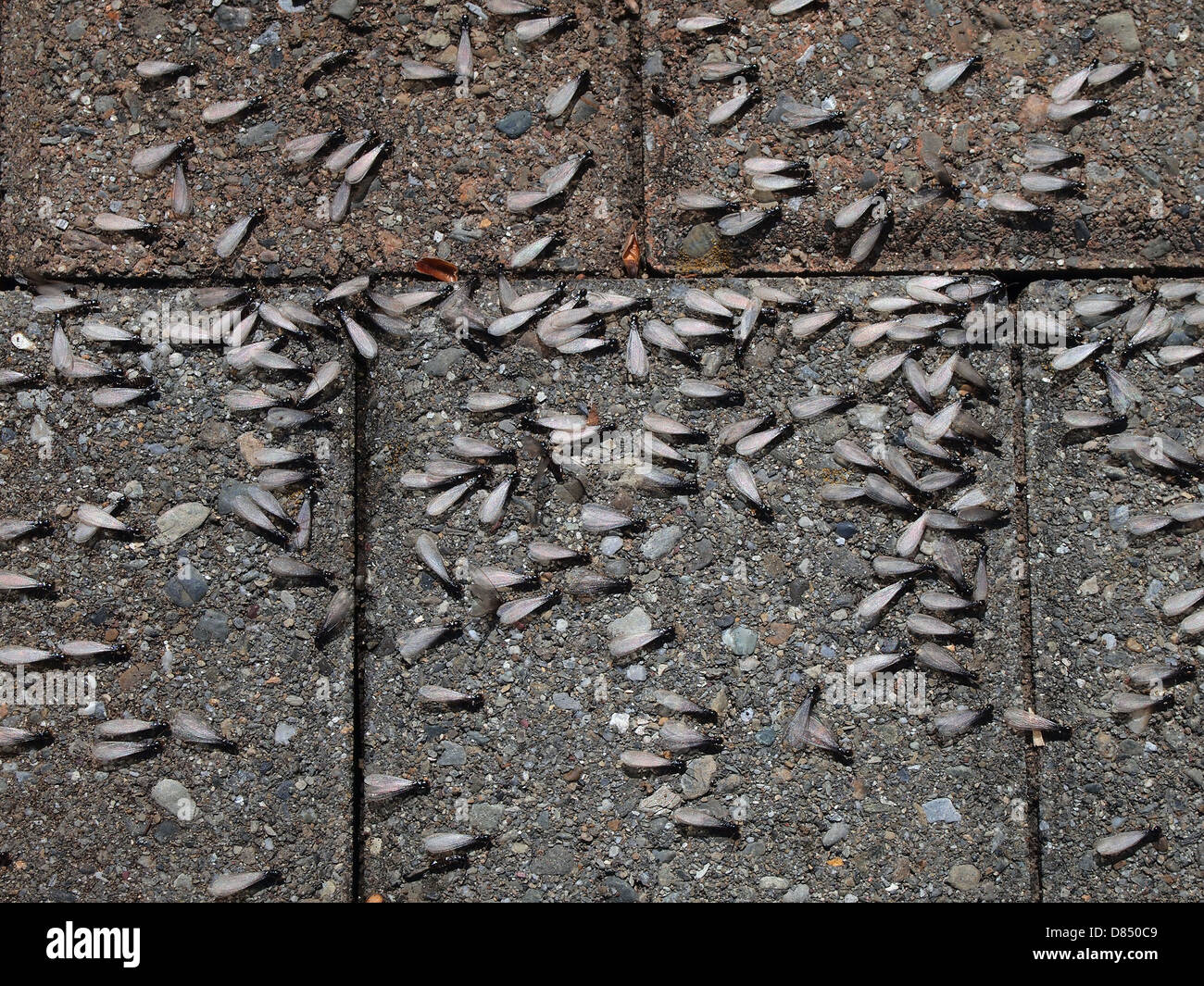 Winged termites swarming on a walkway, USA, May 7, 2013, © Katharine ...